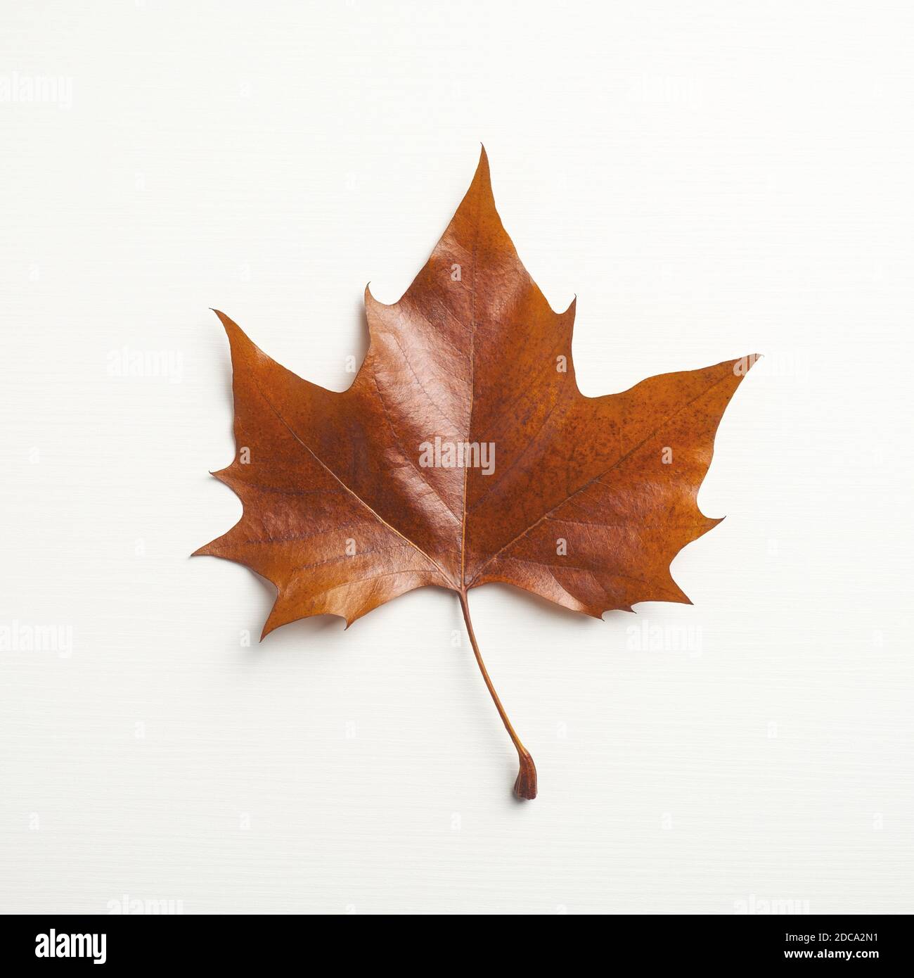 Brown maple leaf isolated on white background. Flat lay, top view Stock ...