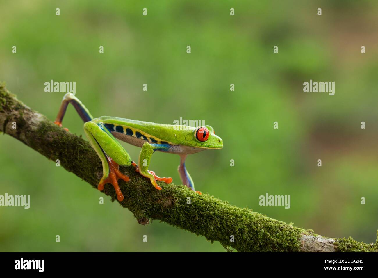 A Red-eyed Tree Frog or Red-eyed Leaf Frog, Agalychnis callidryas ...