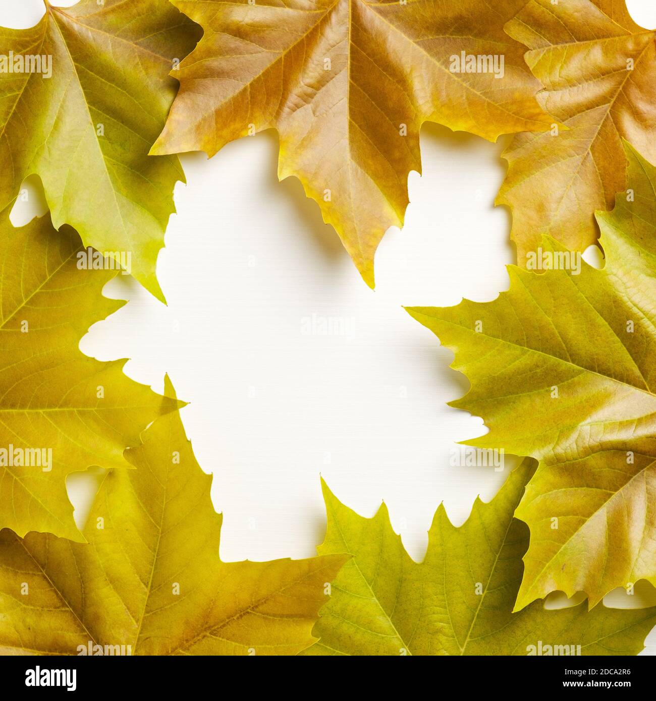 Creative nature layout made of yellow maple leaves. Autumn, fall ...