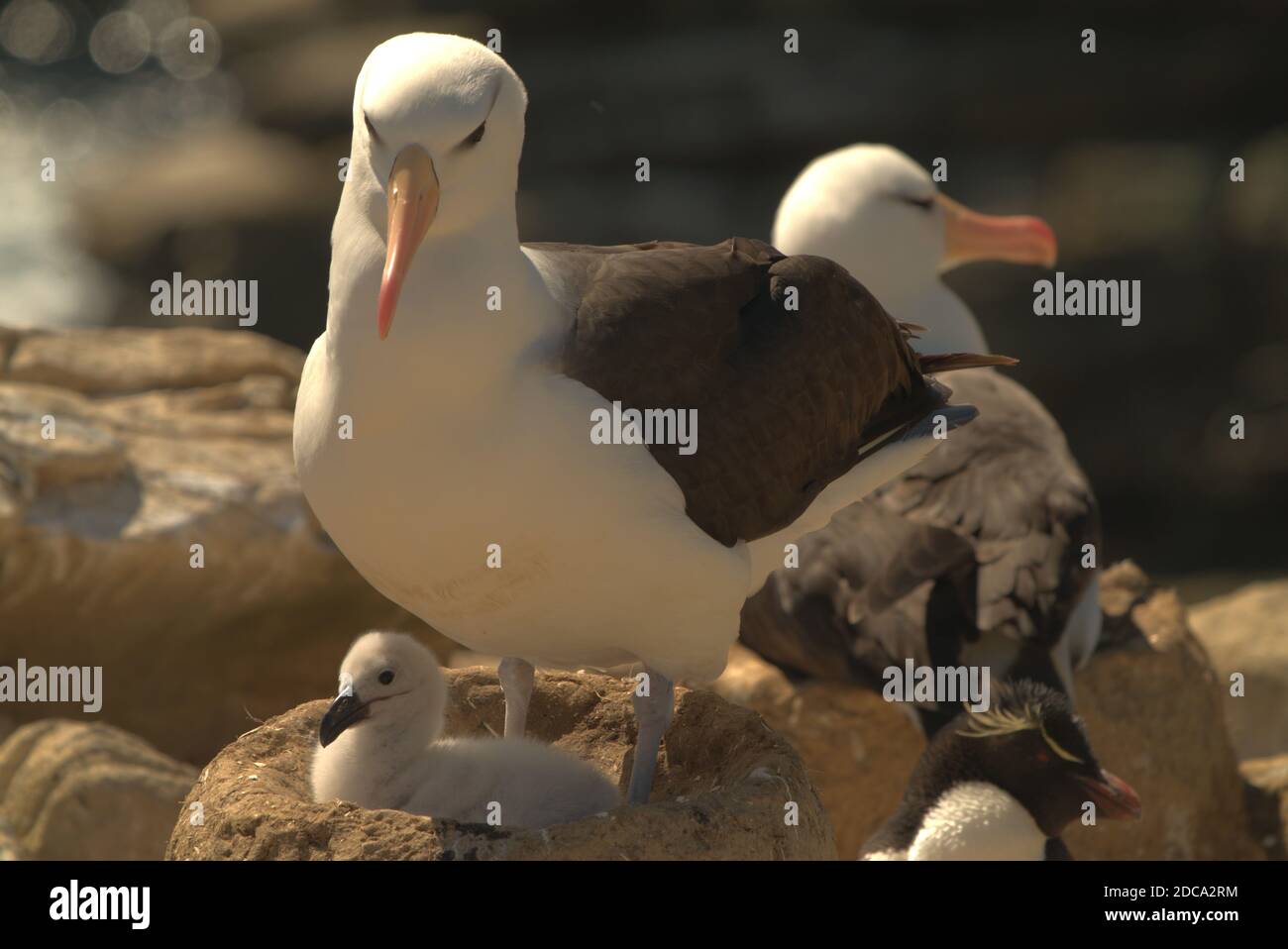Royal Albatross Chick Nest High Resolution Stock Photography and Images ...