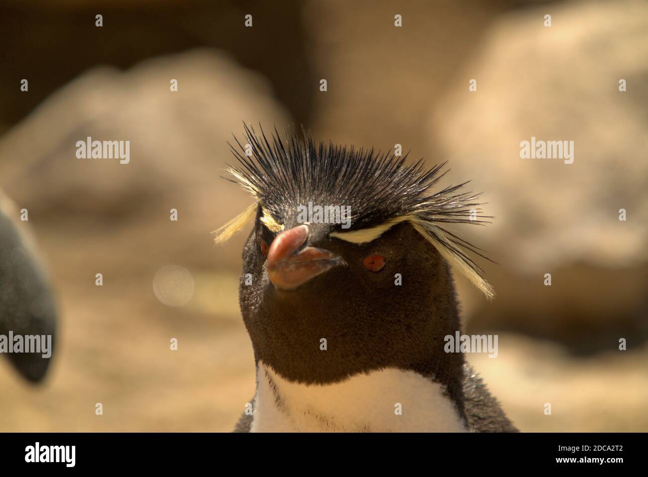 Feathers standing on top of a rock-hopping penguin's head Stock Photo ...