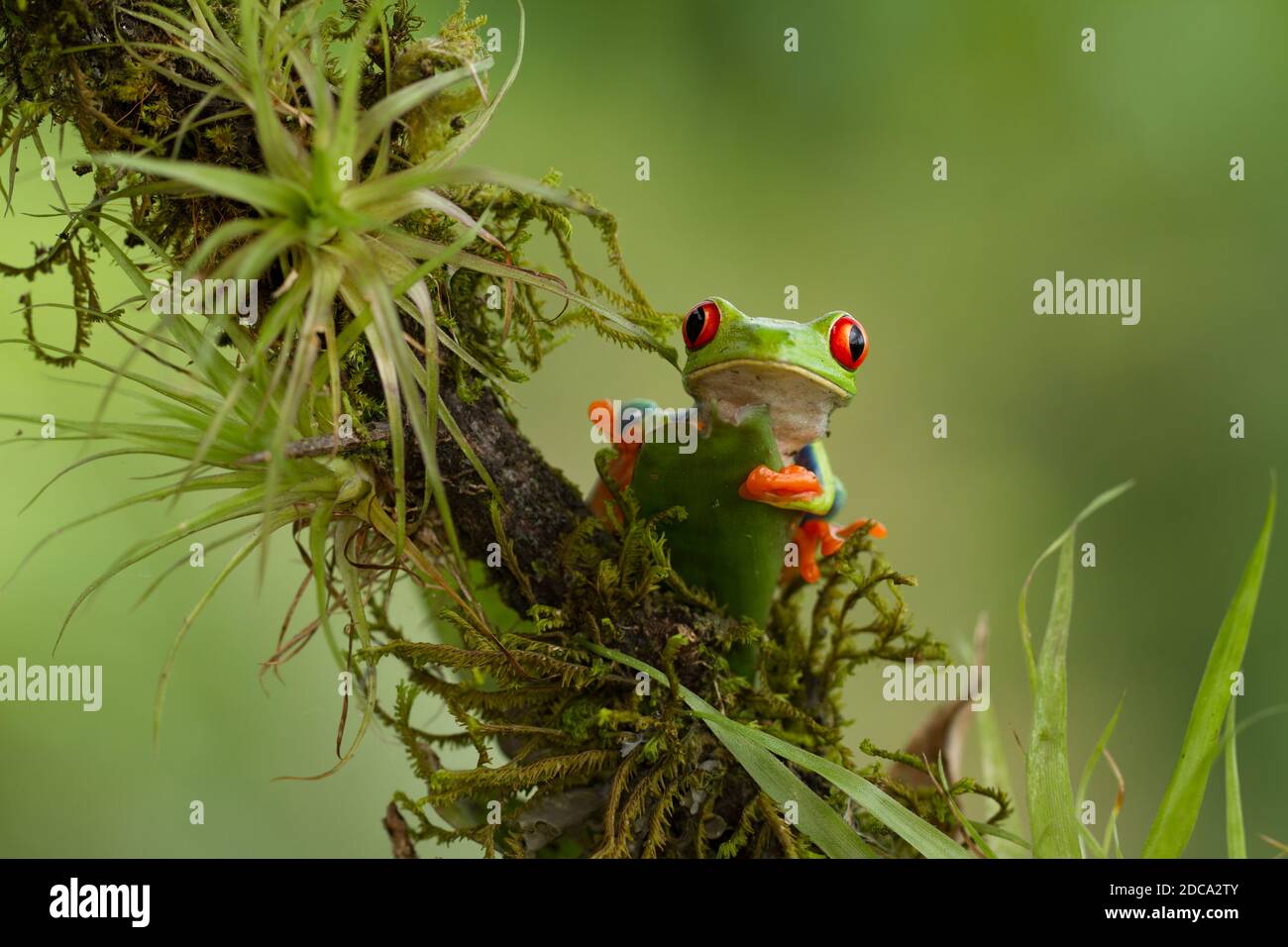 A Red-eyed Tree Frog or Red-eyed Leaf Frog, Agalychnis callidryas, on a ...