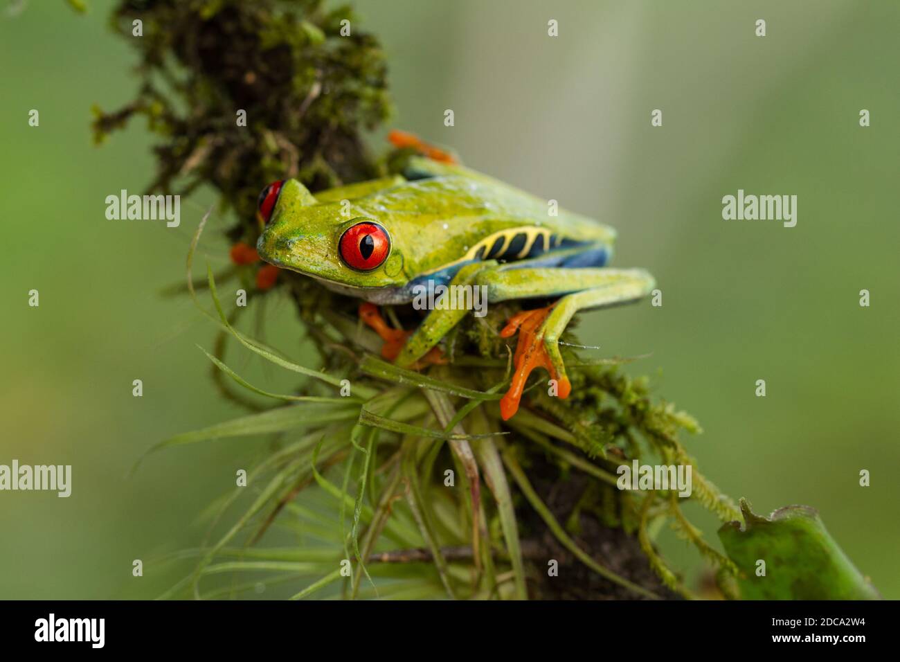 A Red-eyed Tree Frog or Red-eyed Leaf Frog, Agalychnis callidryas, on a ...