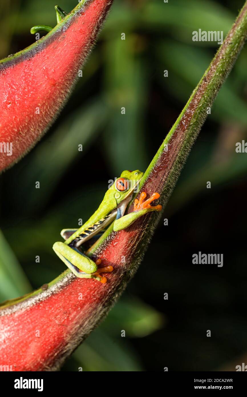 A Red-eyed Leaf Frog, Agalychnis calladryis, on a lobster claw ...