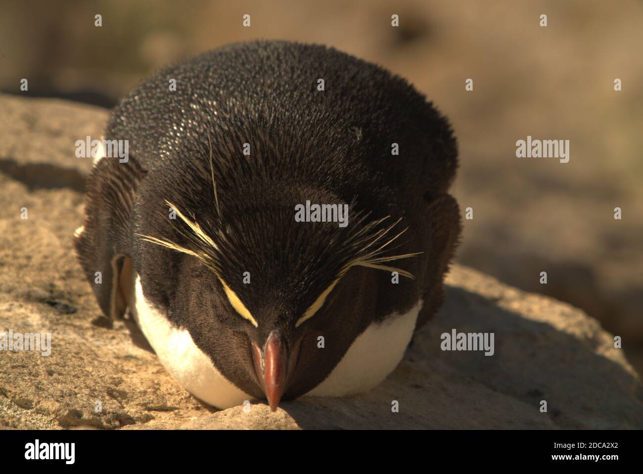 A rock-hopping penguin is lying on a rock, basking in the sun Stock ...