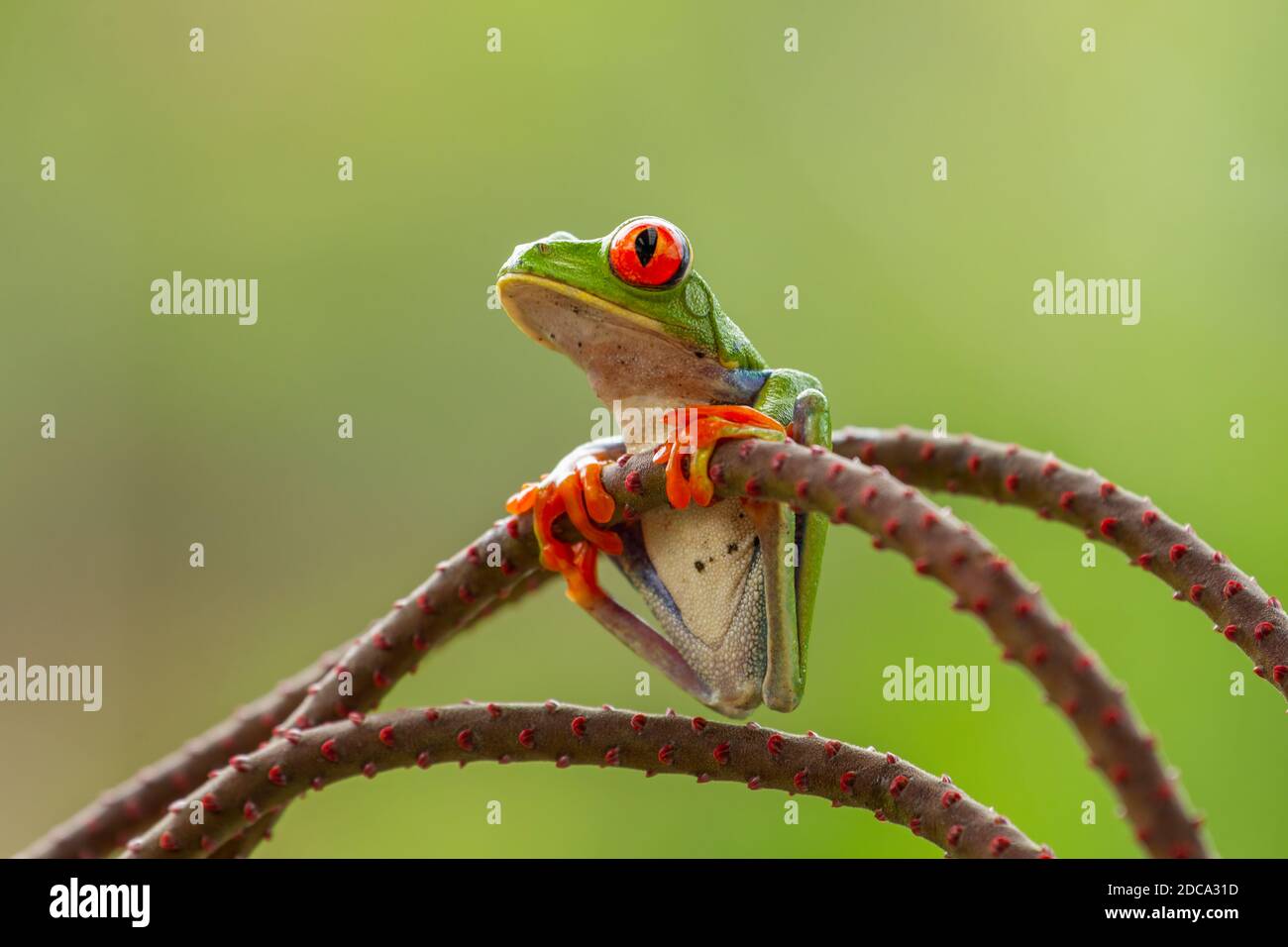 Red eyed tree frog plant stem hi-res stock photography and images - Alamy
