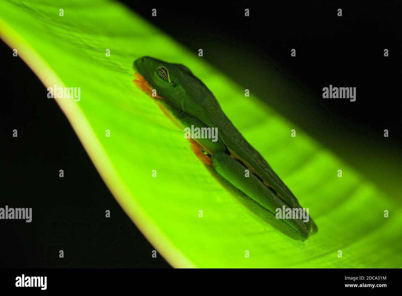 A Red-eyed Tree Frog or Red-eyed Leaf Frog, Agalychnis callidryas ...