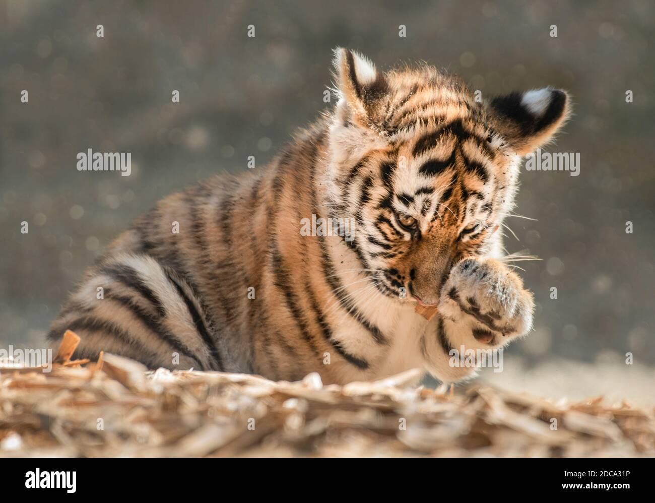 shot of a tiger Stock Photo - Alamy