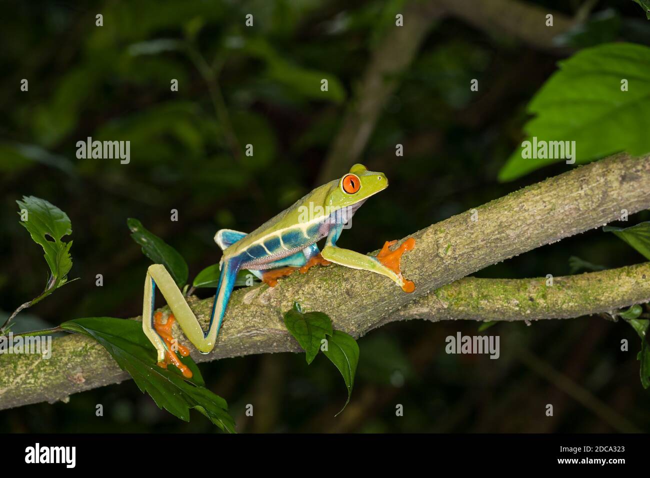 A Red-eyed Tree Frog or Red-eyed Leaf Frog, Agalychnis callidryas ...