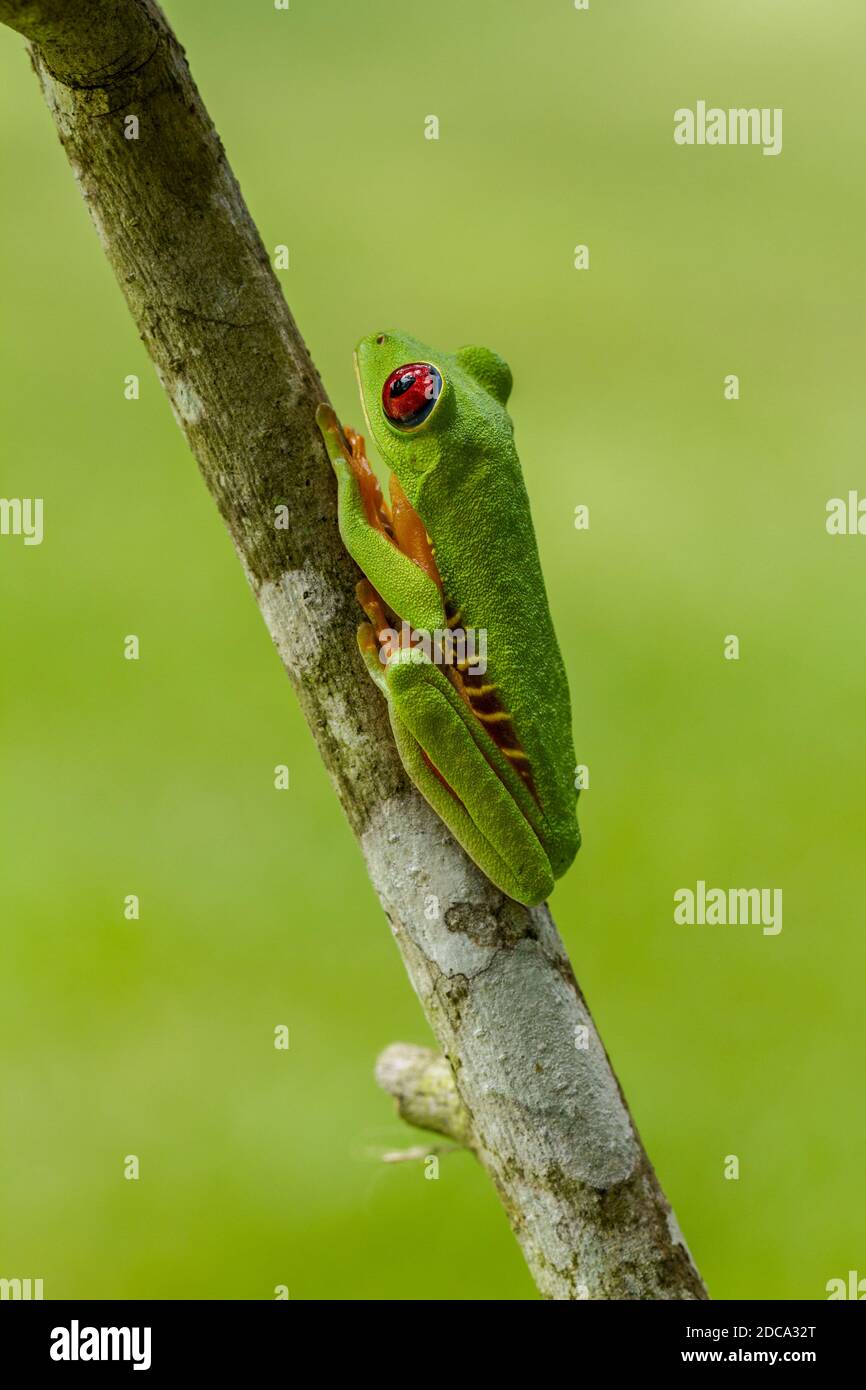 A Red-eyed Tree Frog or Red-eyed Leaf Frog, Agalychnis callidryas, on a ...