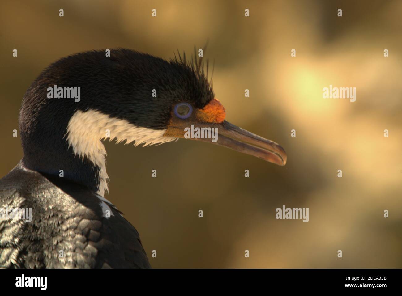 A large close-up shot of the head of a Blue-eyed Shag Stock Photo - Alamy