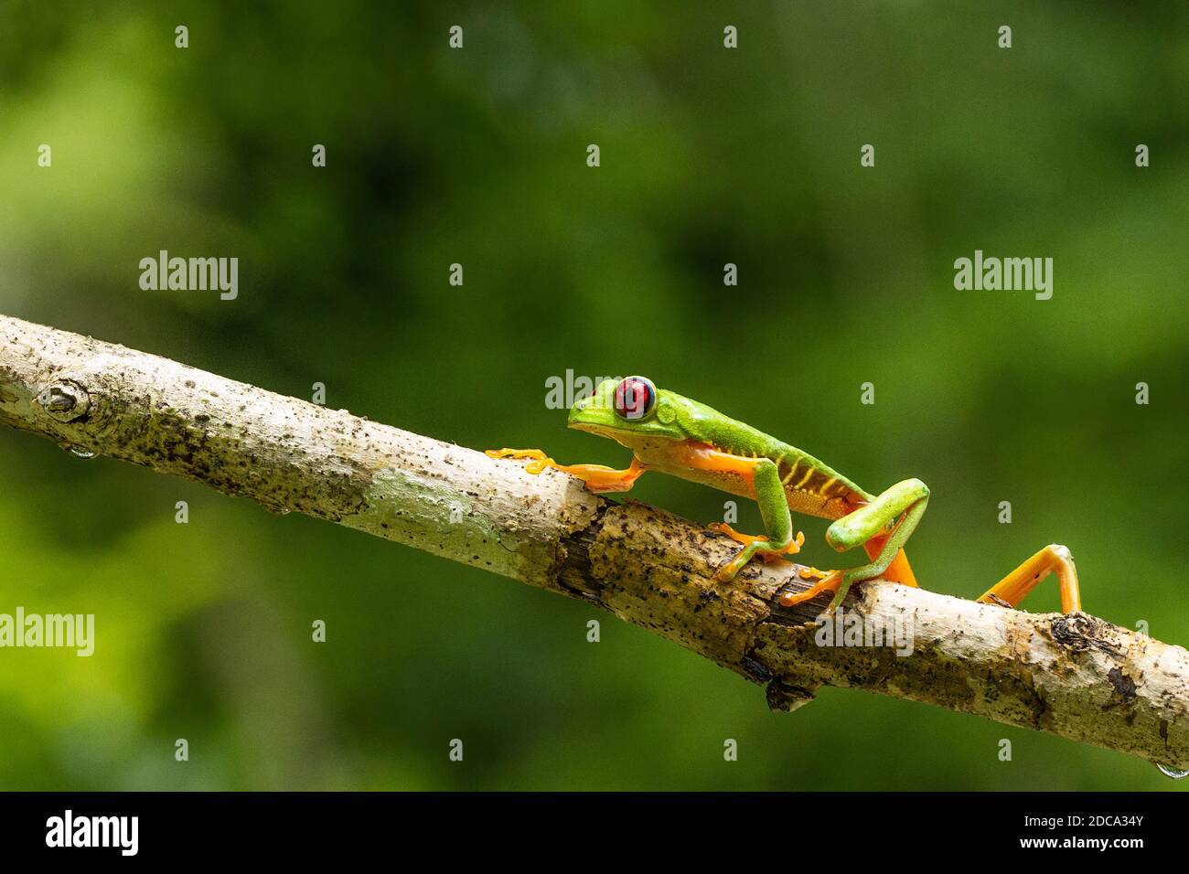 A Red-eyed Tree Frog or Red-eyed Leaf Frog, Agalychnis callidryas ...