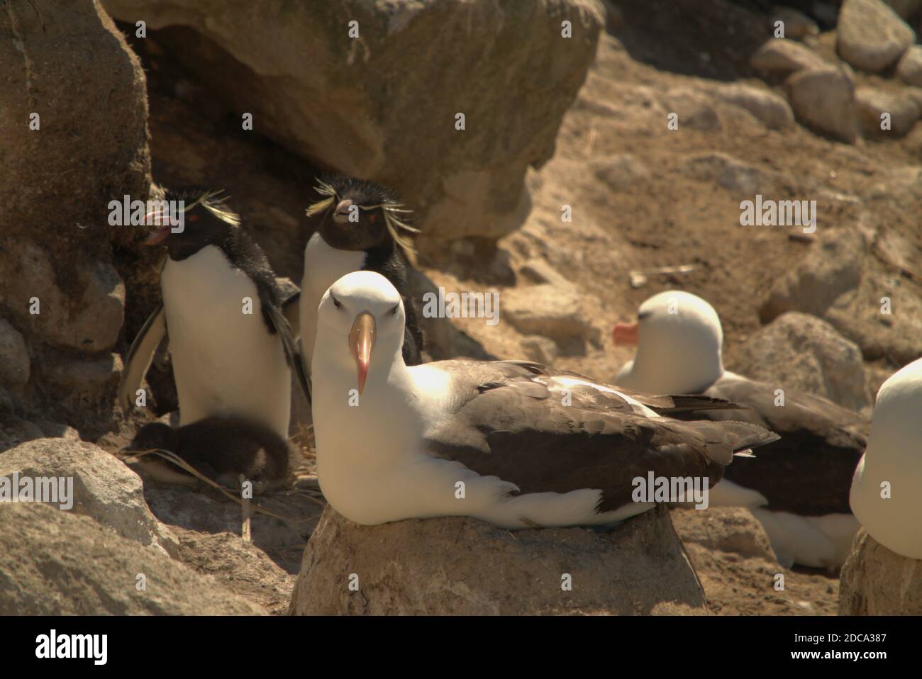 An albatross sitting on a rock with penguins on its back Stock Photo ...