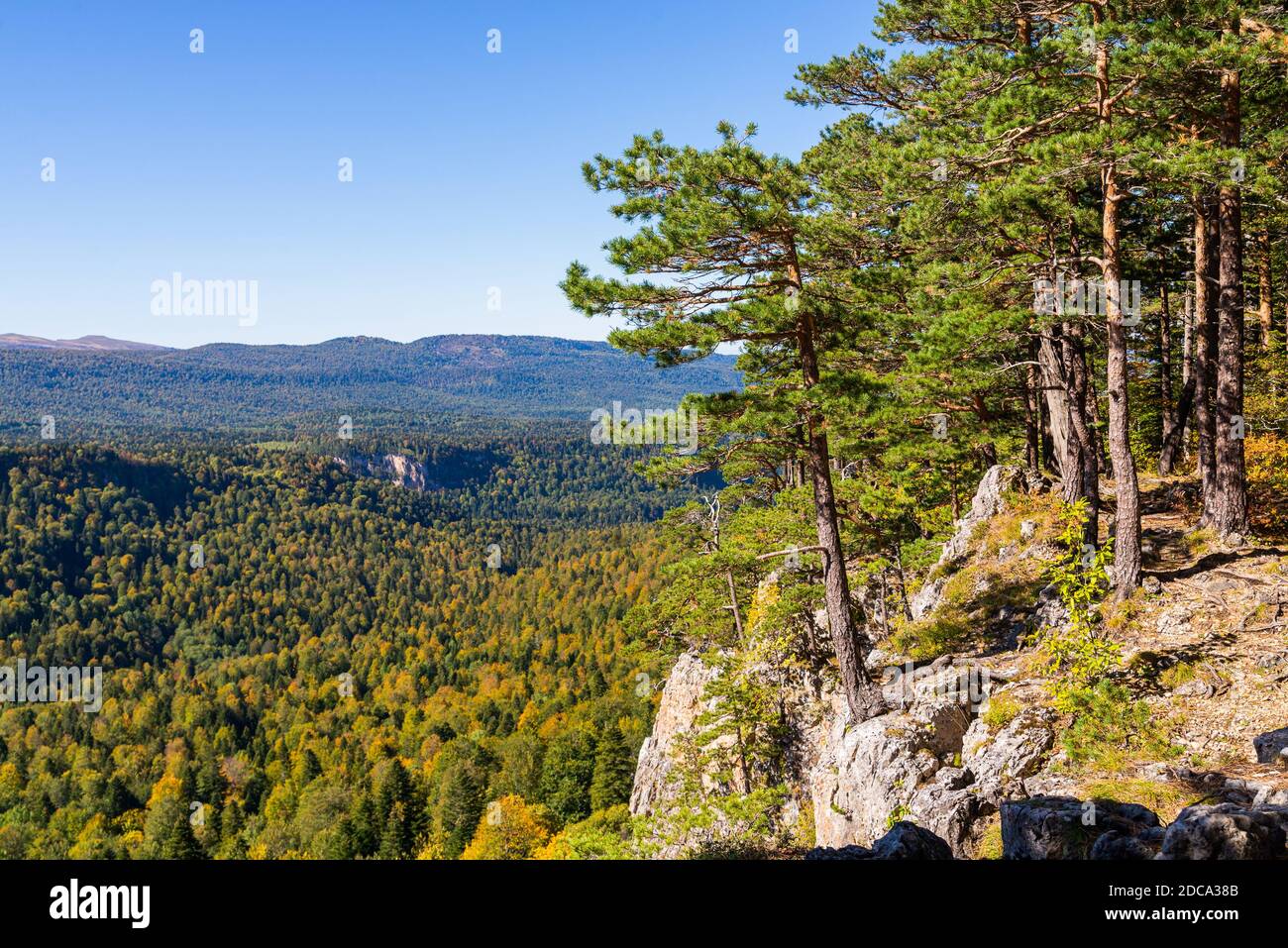 A relict pine tree grows on the edge of the mountain plateau in ...