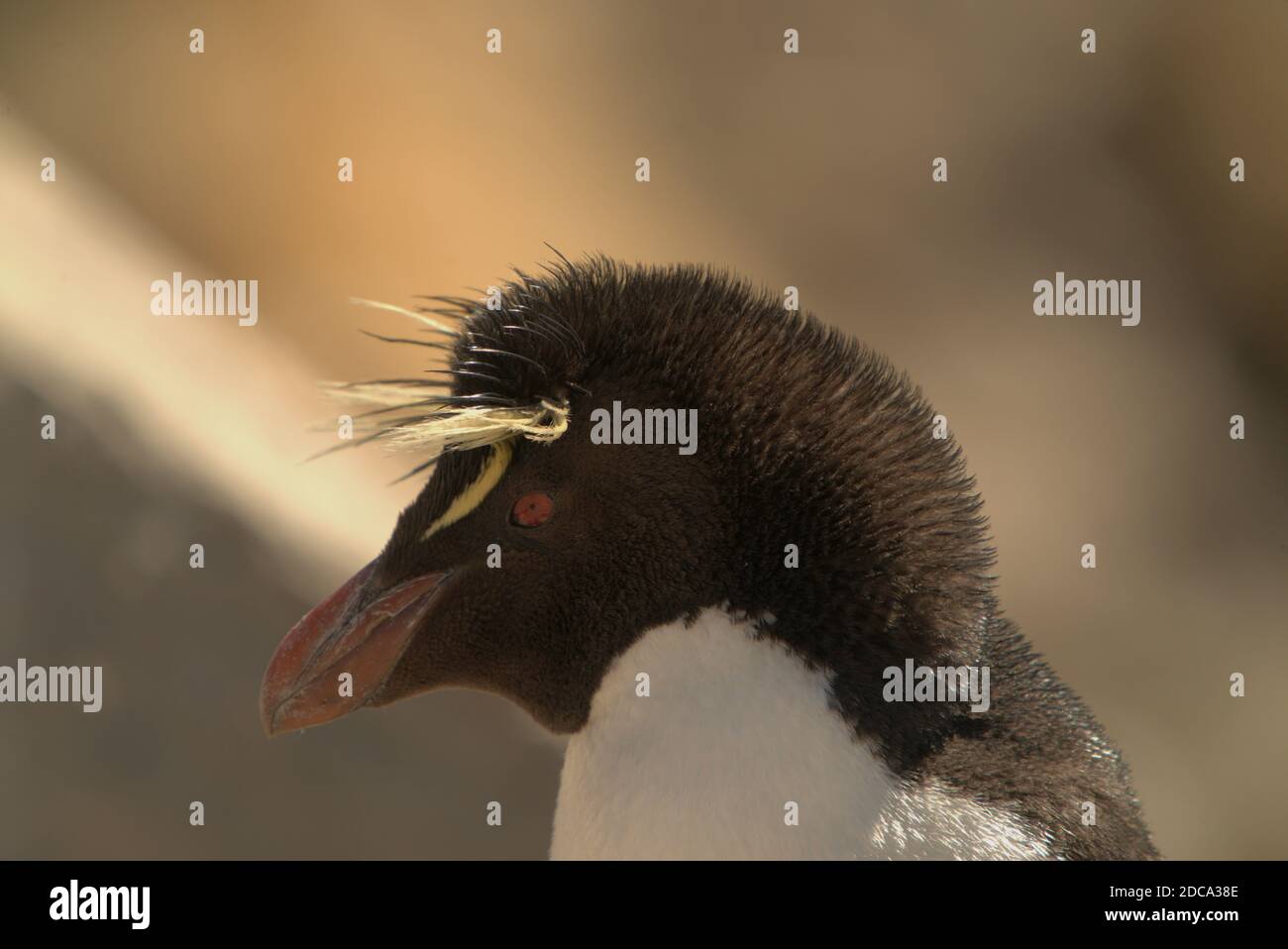 Animal eyebrows hi-res stock photography and images - Alamy