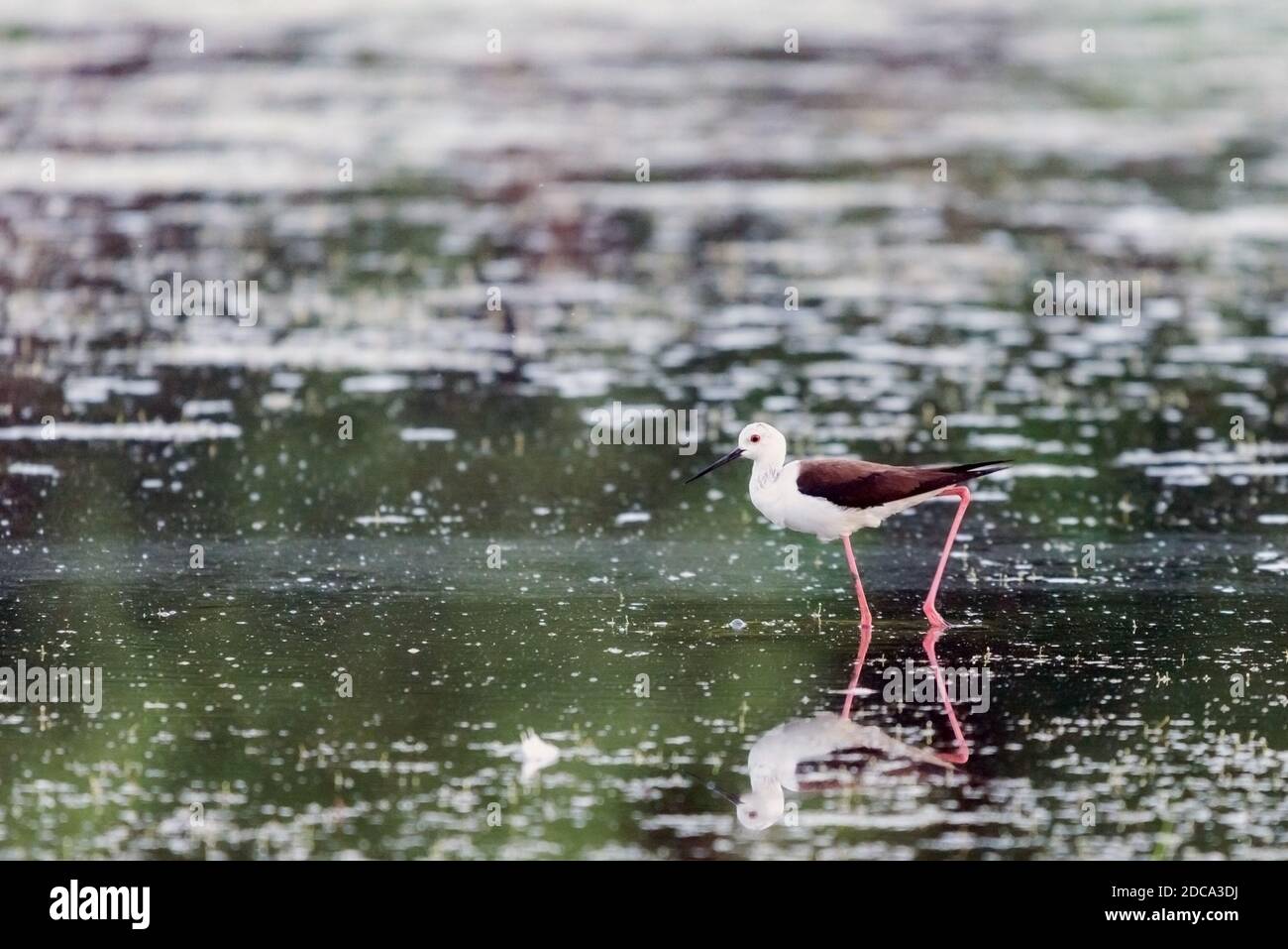 Black-winged Stilt feeding at eye level in natural pond Stock Photo - Alamy