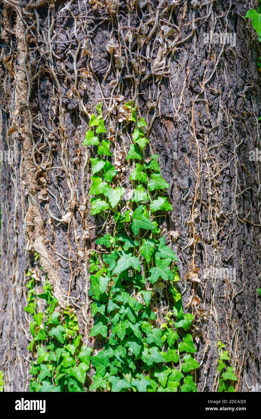 Ivy creeping over an old bark tree in garden Stock Photo - Alamy