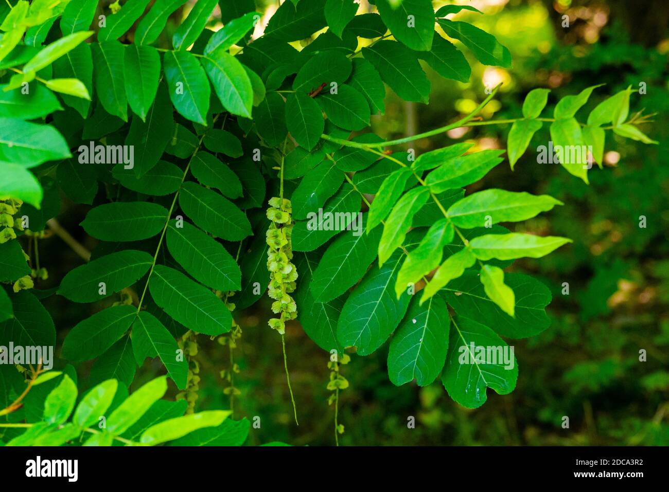 Branches of Caucasian Walnut or Pterocarya Fraxinifolia tree. Family ...