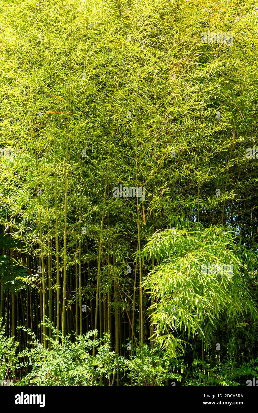 Tall bamboo bushes growing hi-res stock photography and images - Alamy
