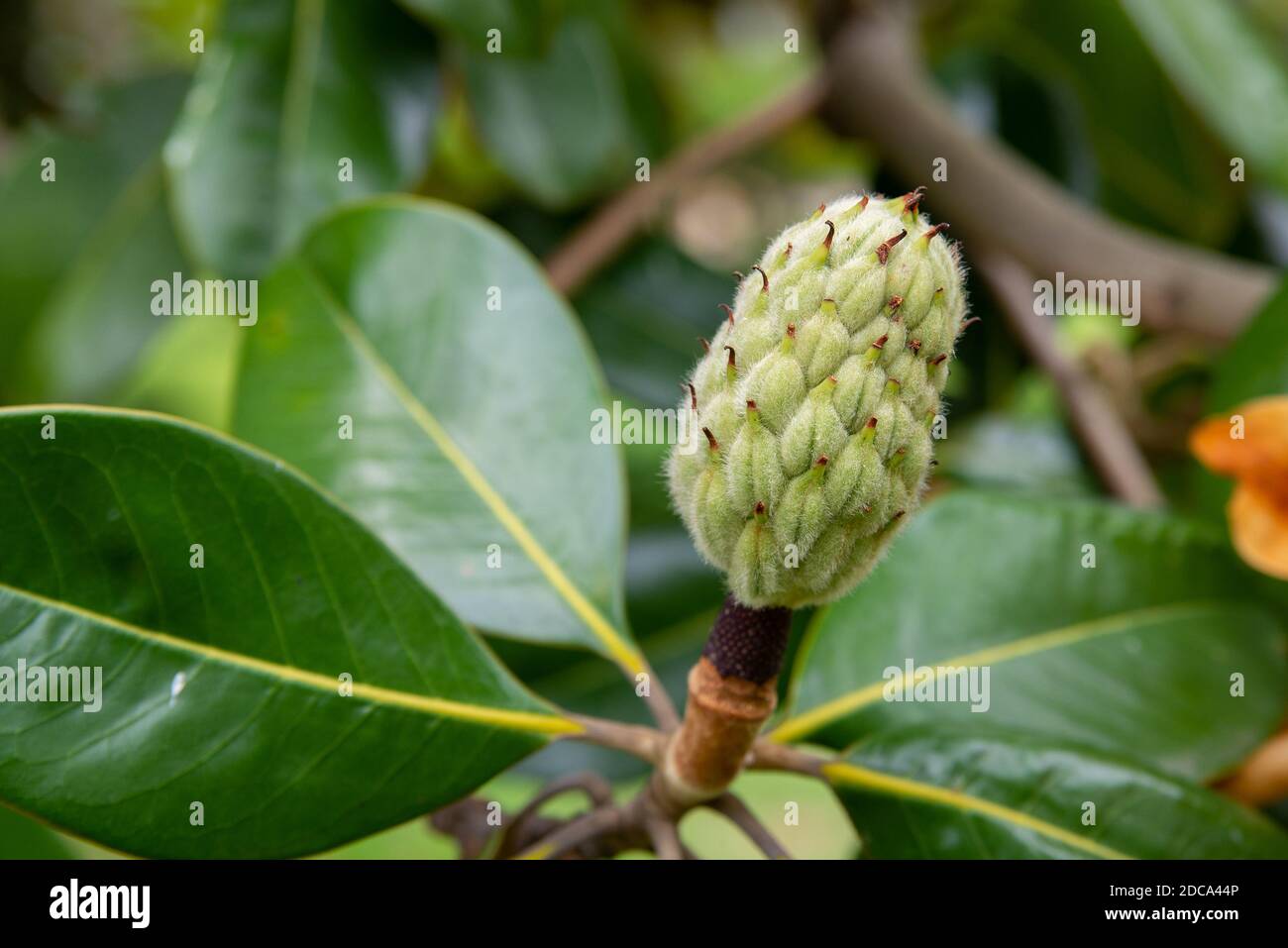 Magnolia grandiflora fruit with seeds close-up shot Stock Photo - Alamy