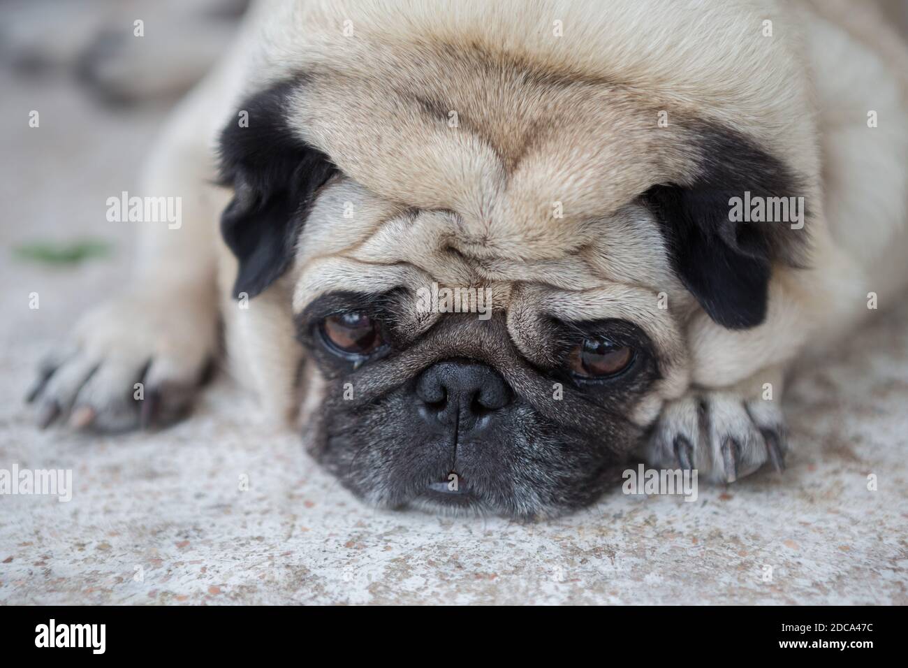 Fat pug dog hi-res stock photography and images - Alamy