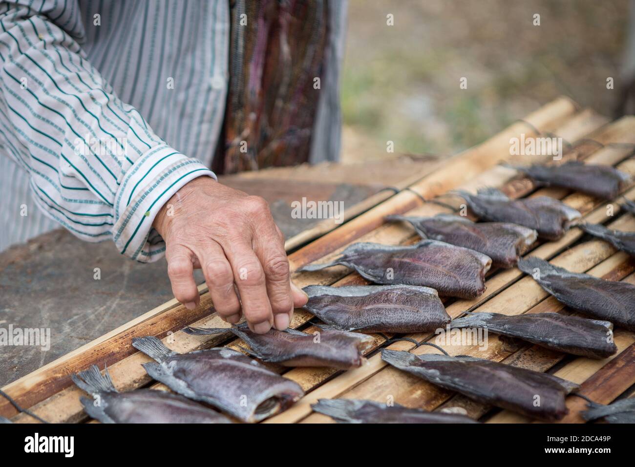 The hands keep the fish dry on a bamboo mat Stock Photo - Alamy
