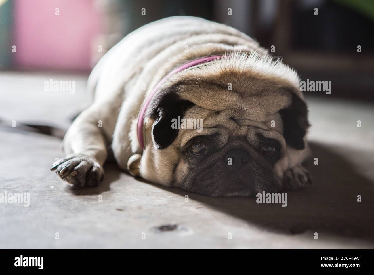 Dog in shadow hi-res stock photography and images - Alamy