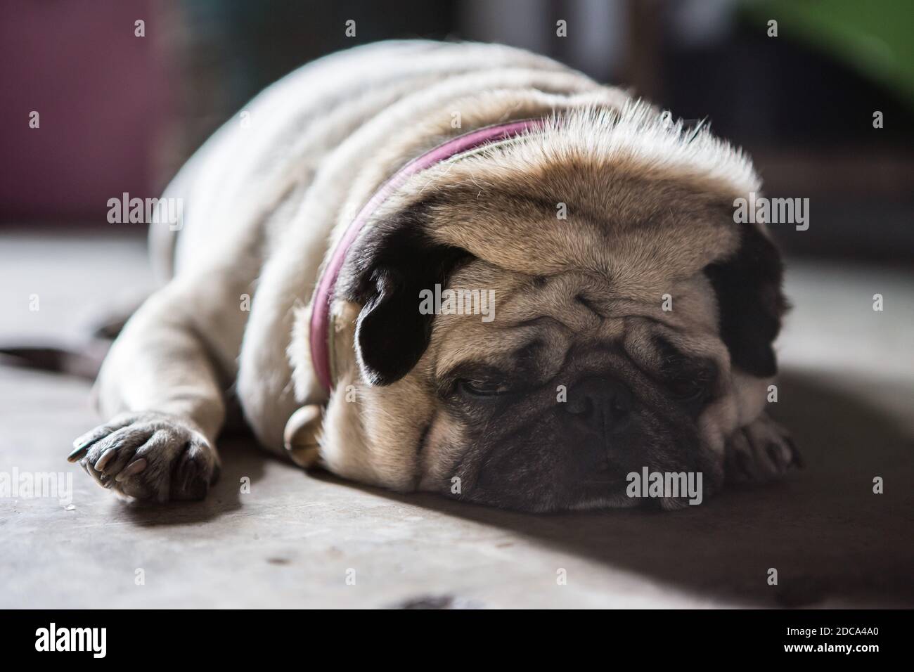 Pug Dog sleeps in light and shadow Stock Photo - Alamy