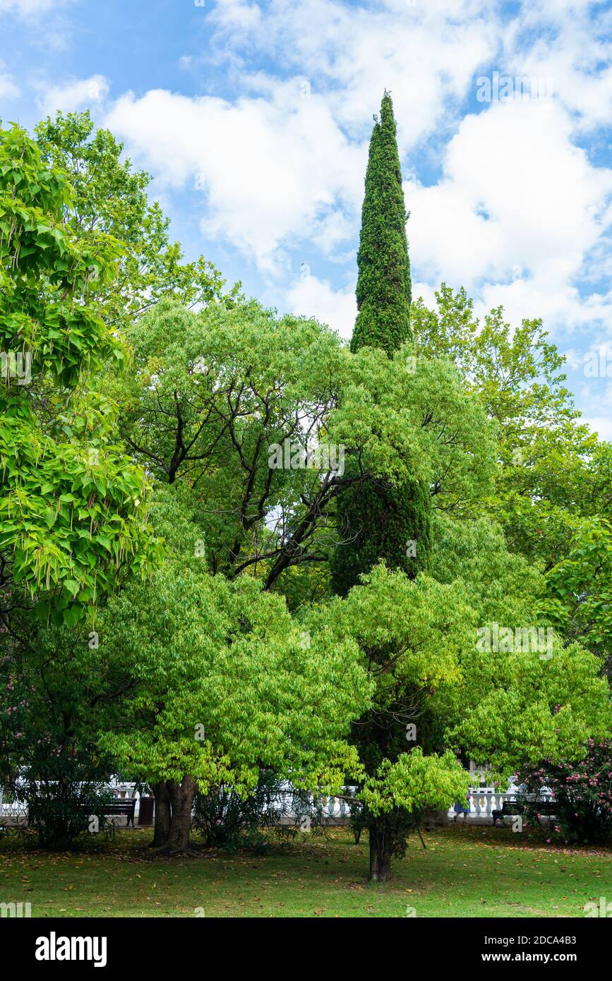 Pencil cypress trees hi-res stock photography and images - Alamy
