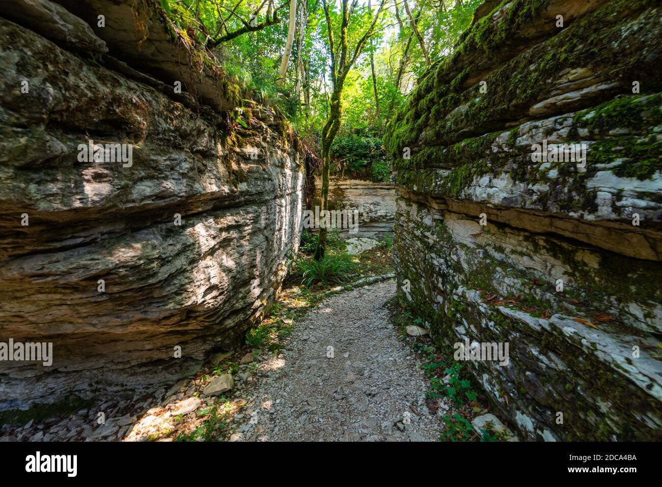 Gap or cleft in ground in mysterious forest. Surroundings of the hiking ...