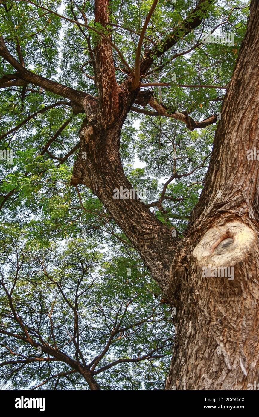 Tree branches and leaves texture backgruond Stock Photo - Alamy