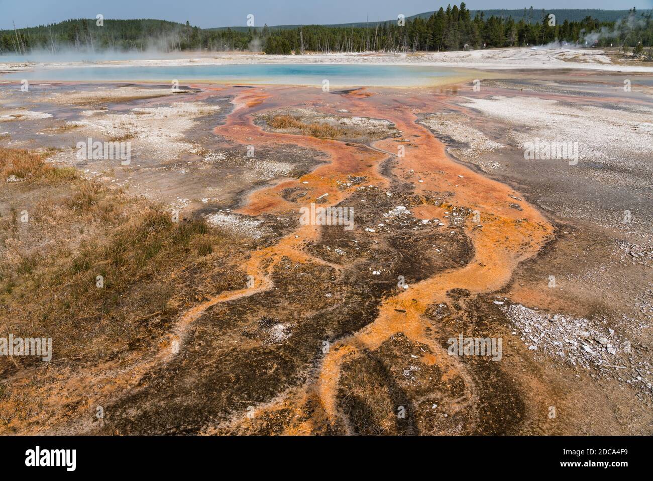 Hot water with a mat of colorful thermophilic bacteria drains from the ...