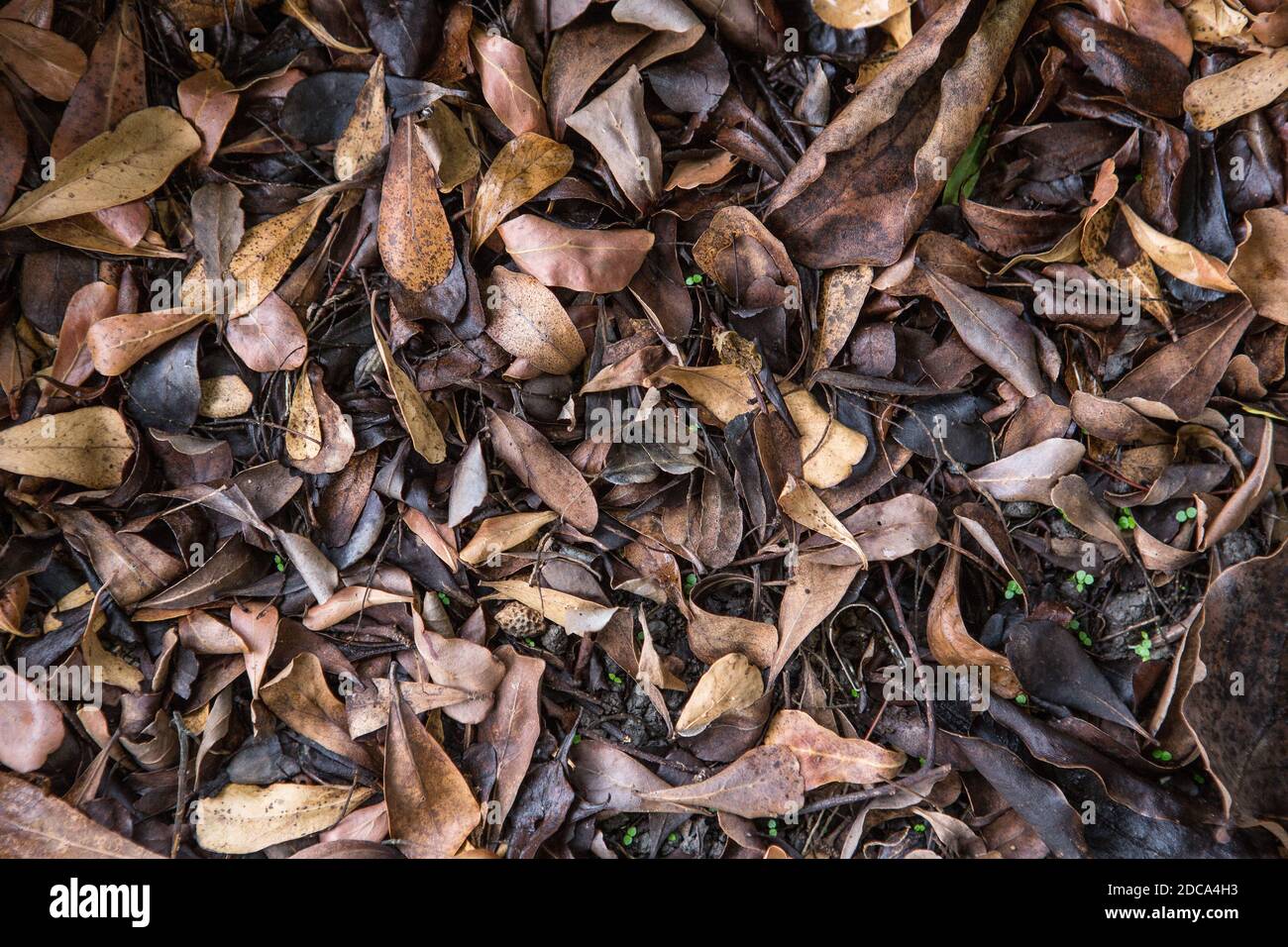 Dry leaves texture background Stock Photo - Alamy Dry leaves texture background Stock Photo - Alamy