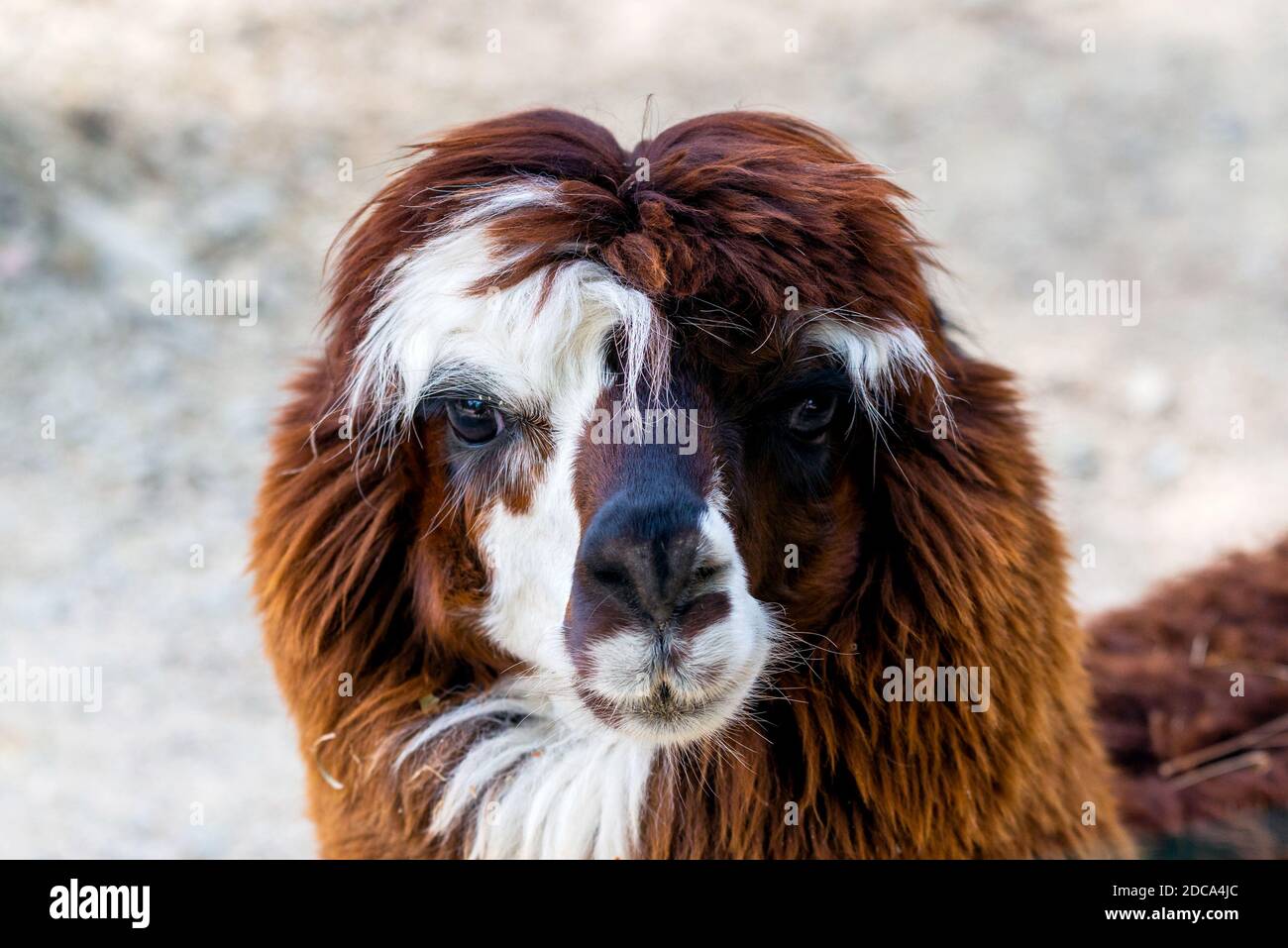 Peruvian Llama. Farm of llama,alpaca,Vicuna in Peru,South America ...