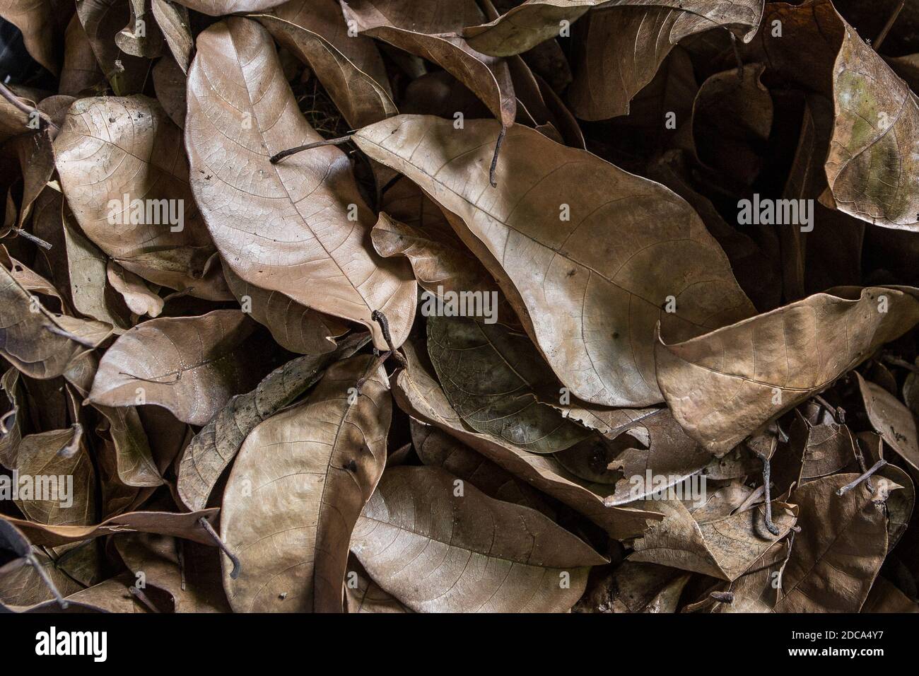 Dry leaves texture background Stock Photo - Alamy