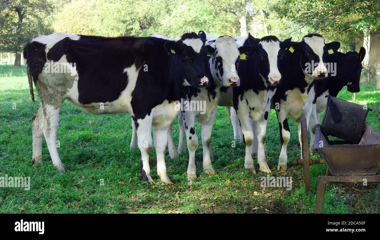 Group of healthy curious young cows. They are in front of their trough ...