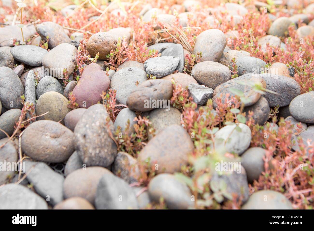 Selective focus of Rock garden texture background Stock Photo - Alamy