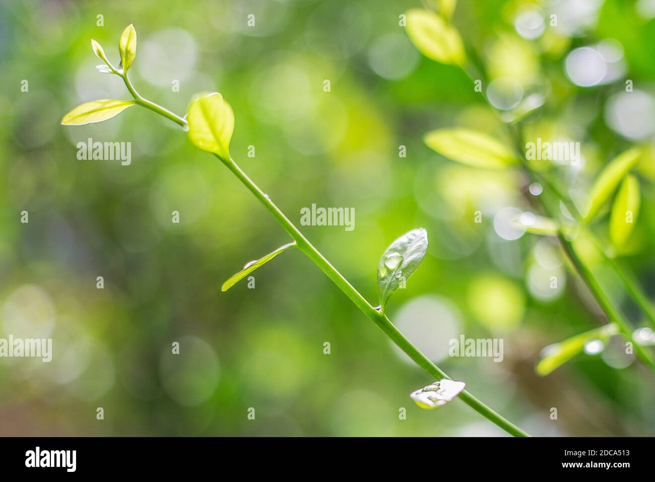 Shoot cycle of life hi-res stock photography and images - Alamy