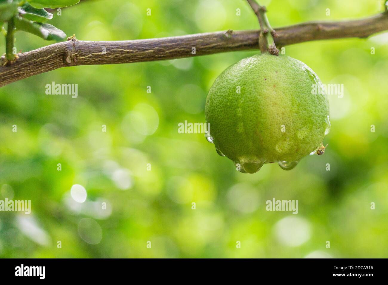 Lemon tree, lemon, dew and background blurred Stock Photo - Alamy