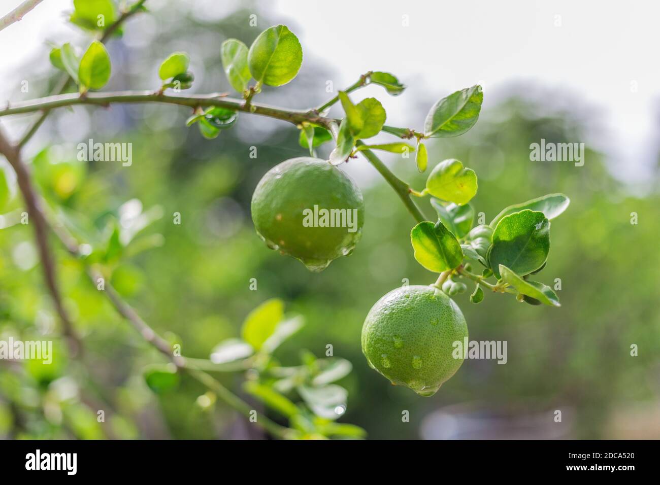 Lemon tree, lemon, dew and background blurred Stock Photo - Alamy