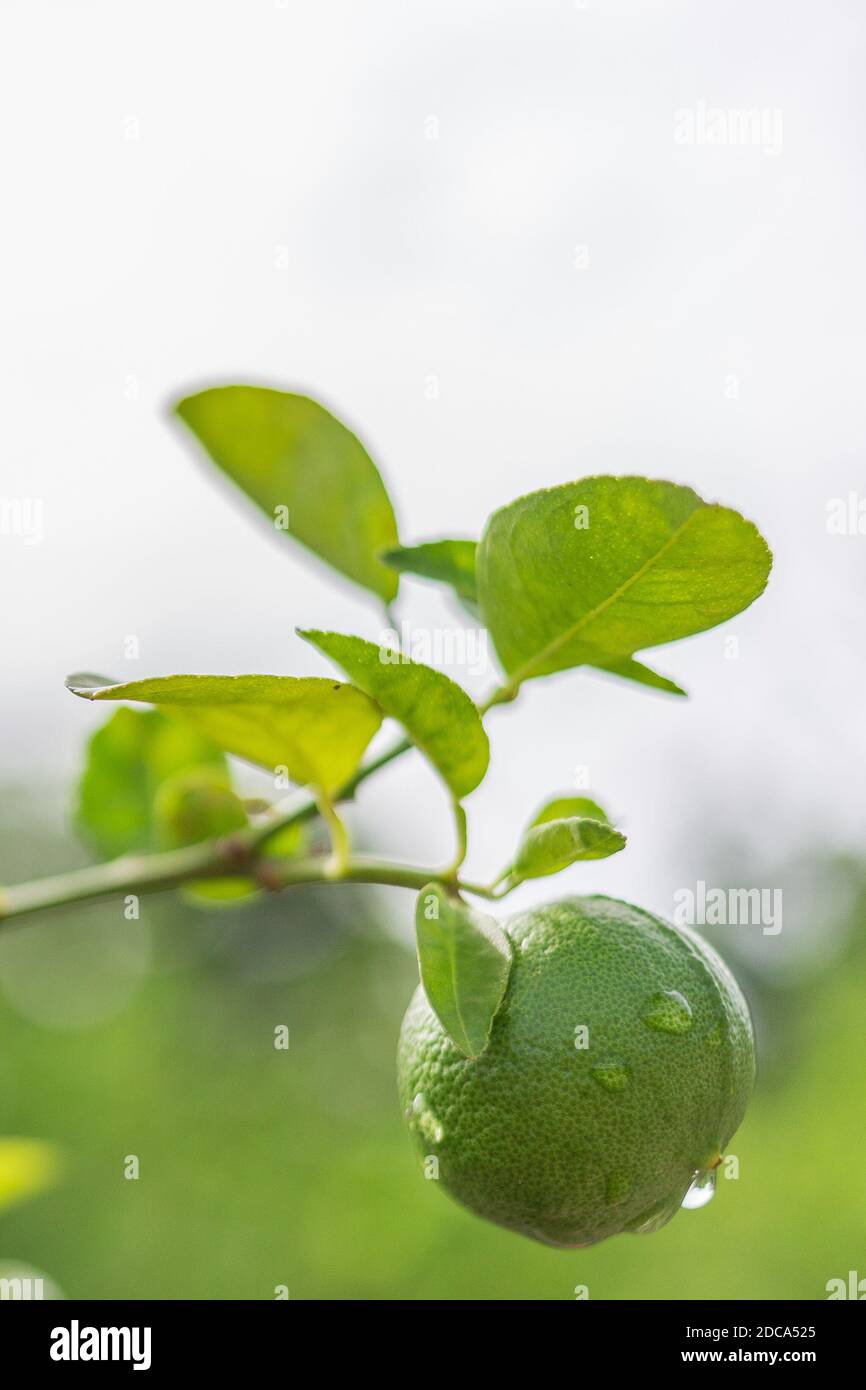 Lemon tree, lemon, dew and background blurred Stock Photo - Alamy