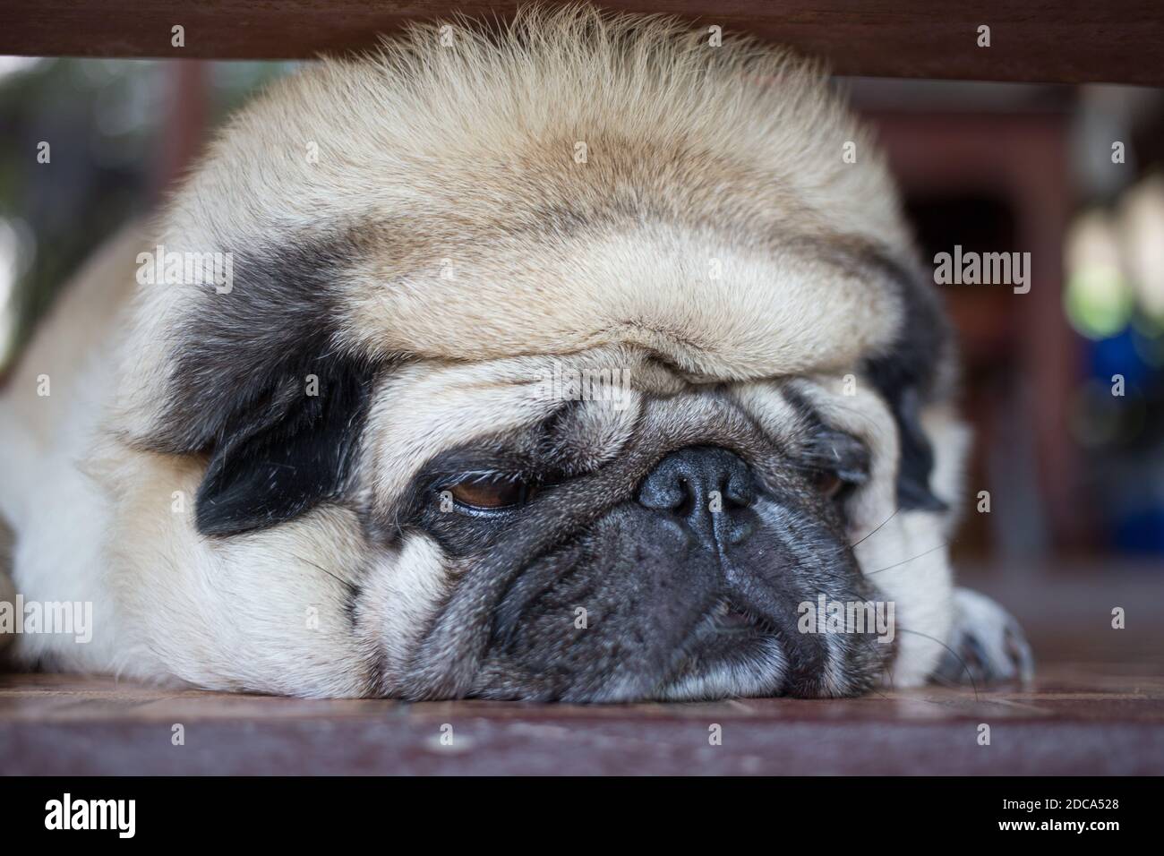 Close up tired cute pug hi-res stock photography and images - Alamy
