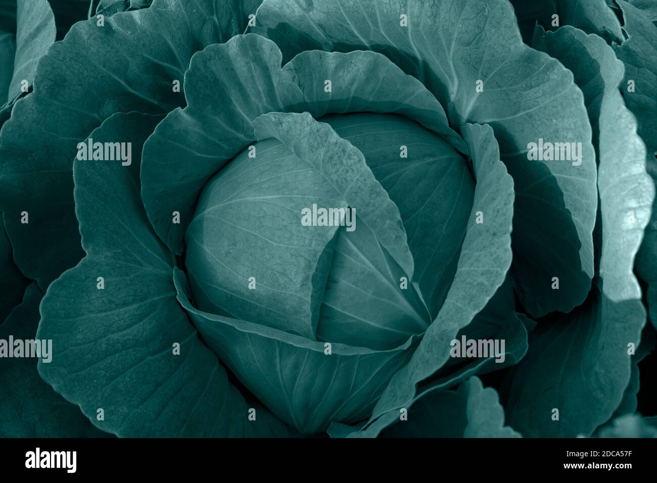 A close-up of a head of cabbage. Bright fresh juicy green leaves of ...