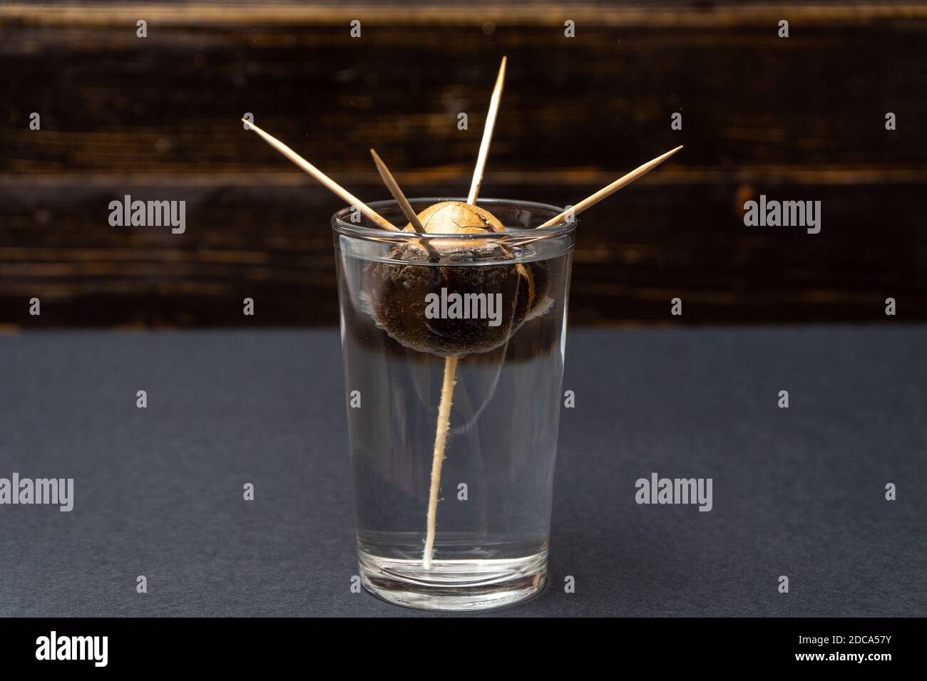 Avocado seed taking root in a glass of water held by four toothpicks ...