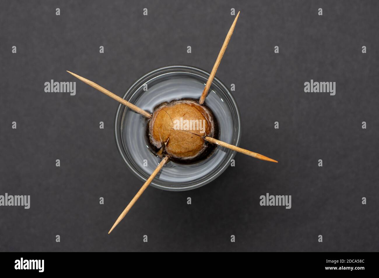 Avocado seed taking root in a glass of water held by four toothpicks ...