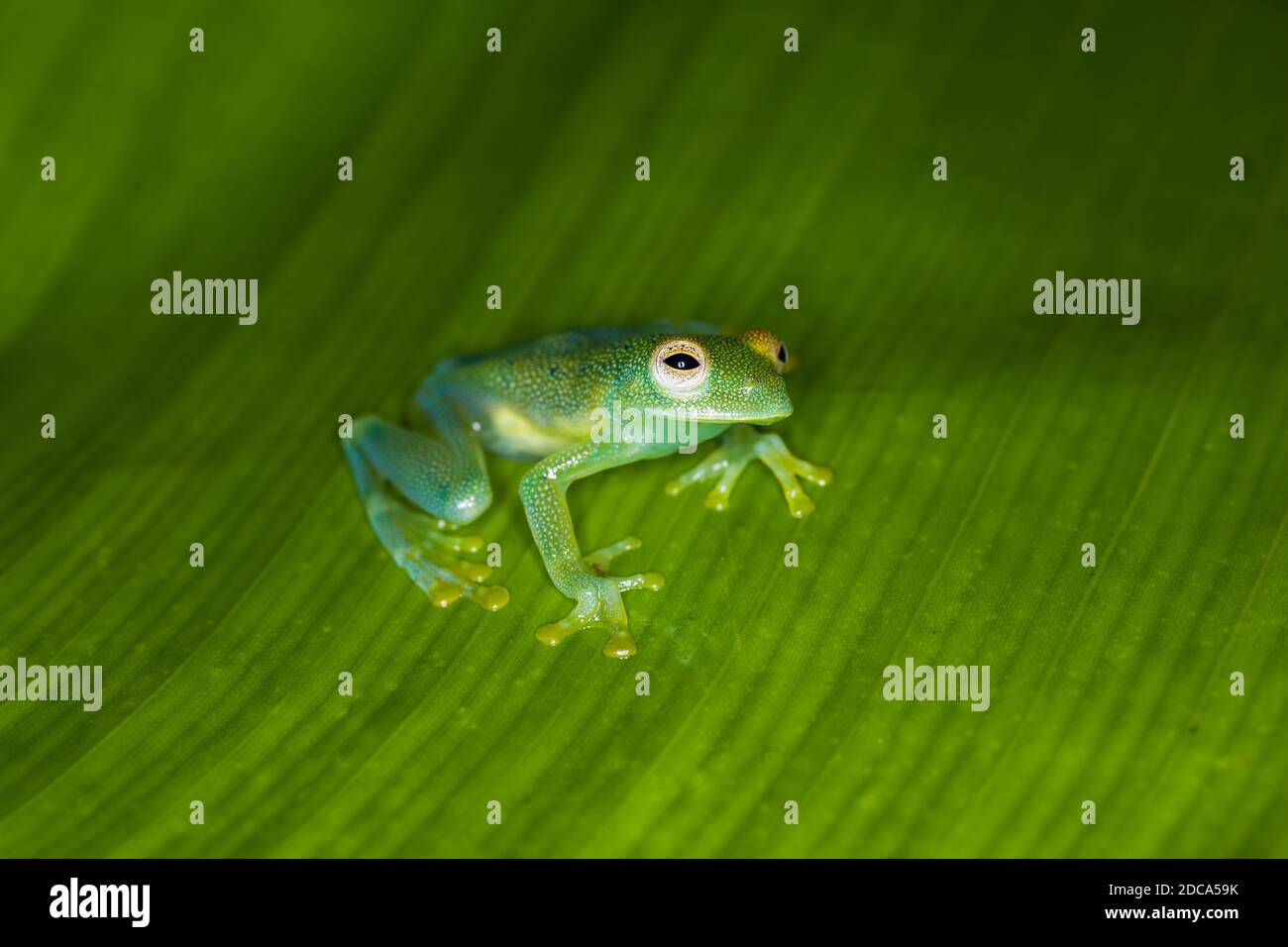 Spotted glass frog hi-res stock photography and images - Alamy
