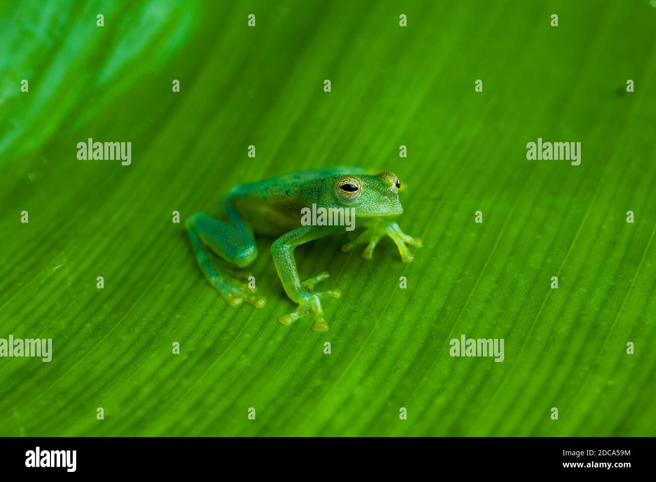 Arboreal frog hi-res stock photography and images - Alamy