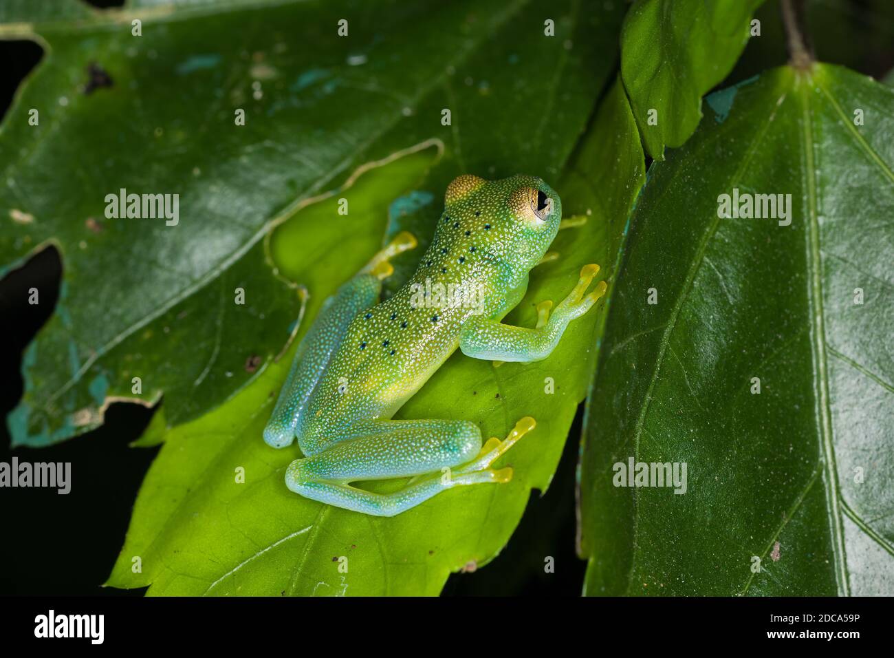 The Granular Glass Frog, Cochranella granulosa , is a small, nocturnal ...