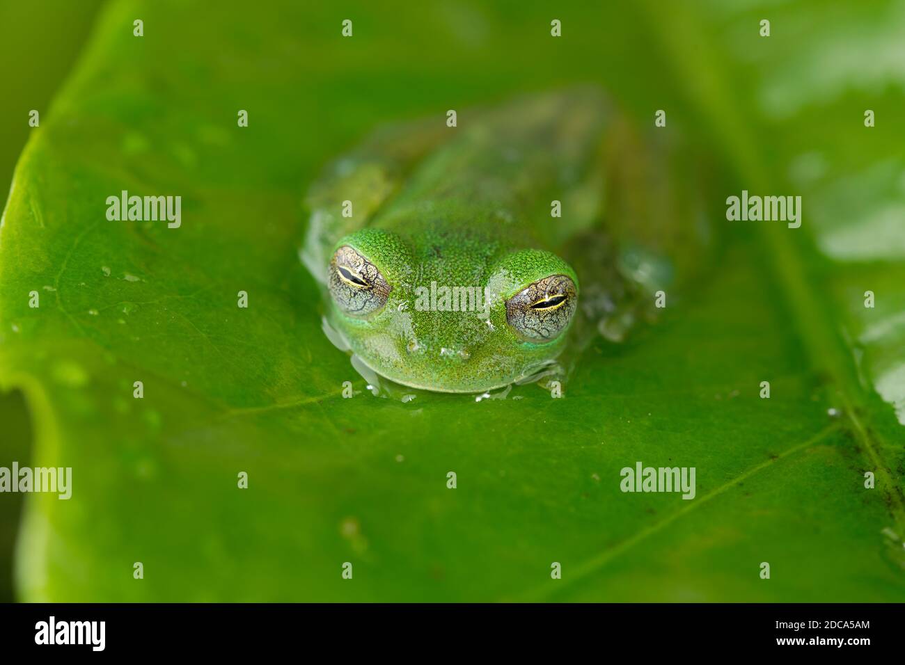 The Granulated Glass Frog, Cochranella granulosa, is primarily a ...
