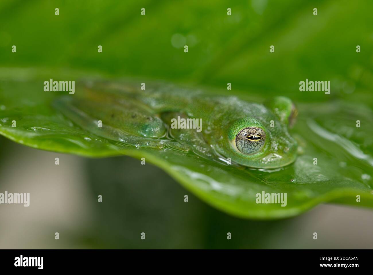 Granulated glass frog hi-res stock photography and images - Alamy